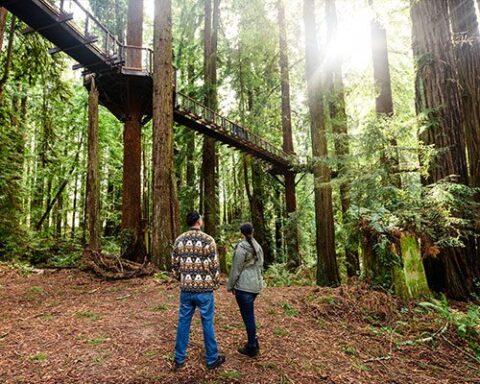 About the Redwood Sky Walk | Redwood Sky Walk