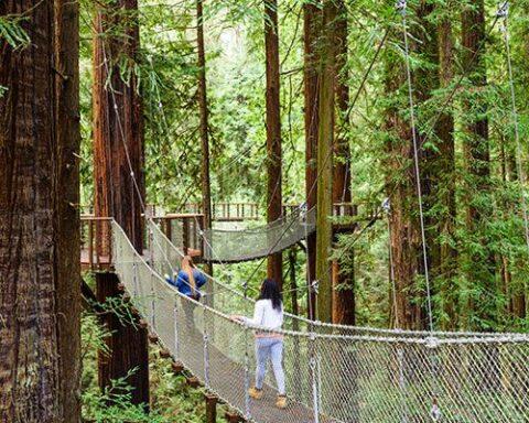About the Redwood Sky Walk | Redwood Sky Walk