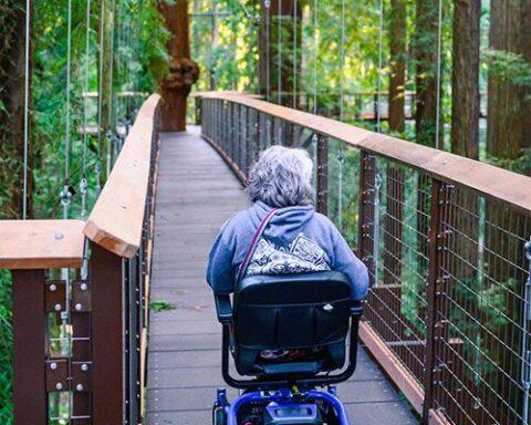 About the Redwood Sky Walk | Redwood Sky Walk
